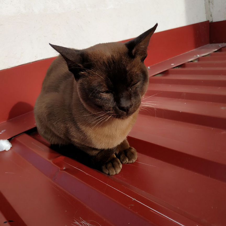 Отдам кота в добрые руки