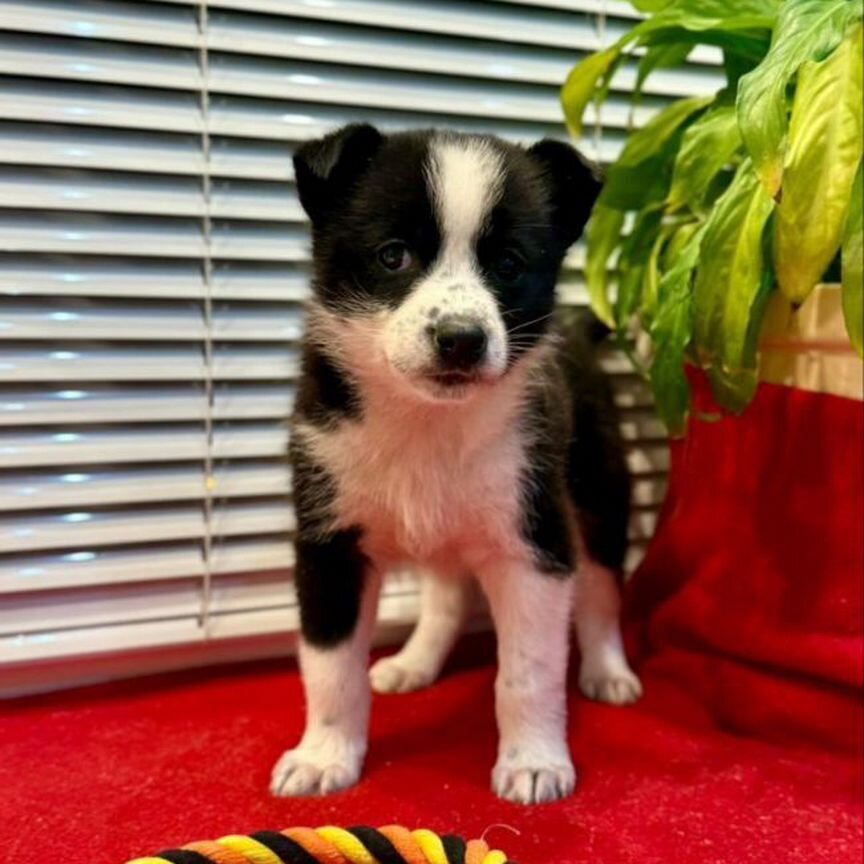 Щенок с веснушками в добрые руки