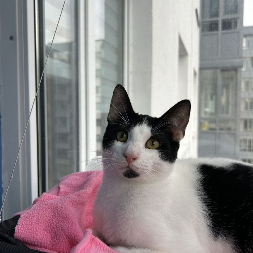 Котенок подросток