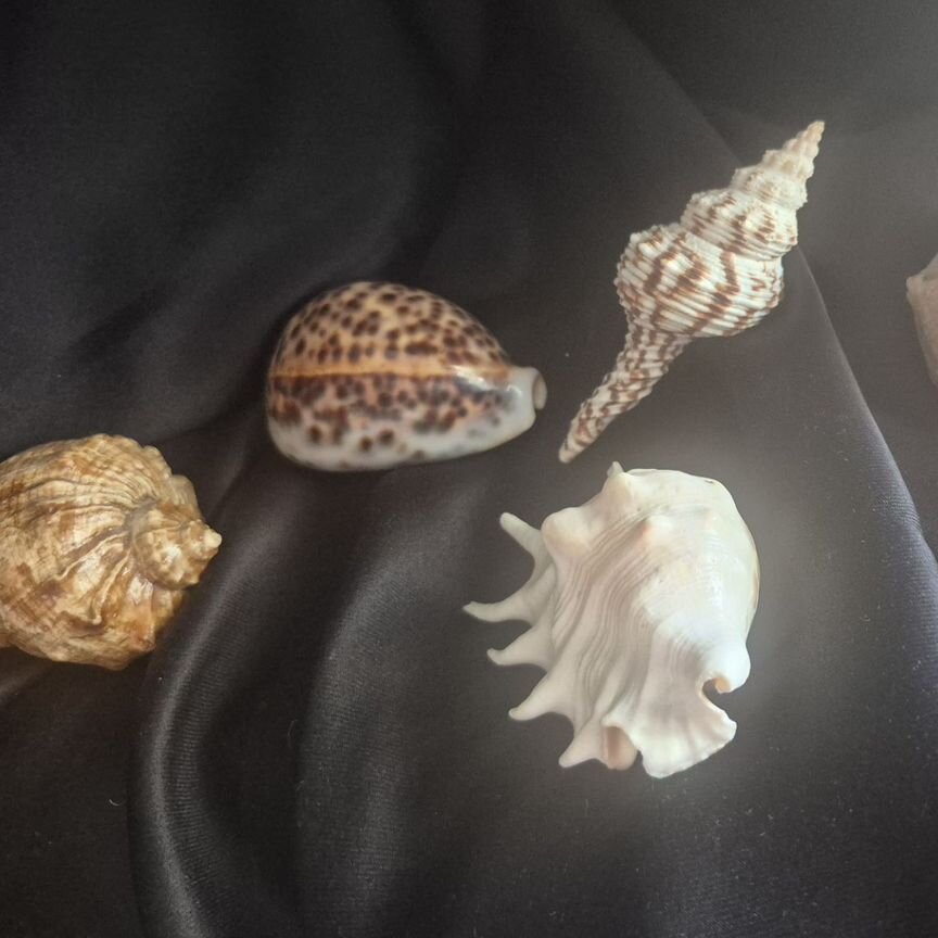 Морские ракушки раковины