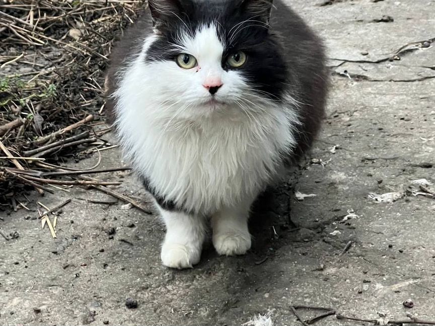 Кошка пропадает умер хозяин