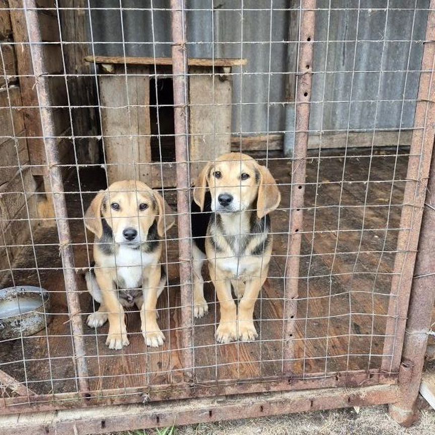 Русская гончая, щенок