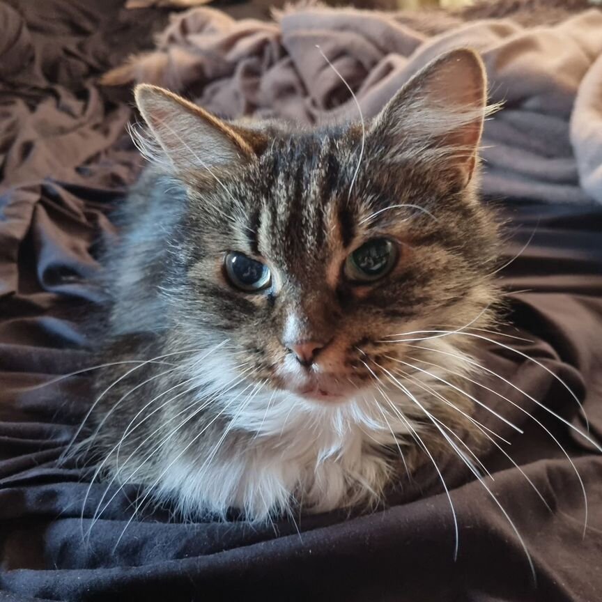 Взрослая кошка в добрые руки