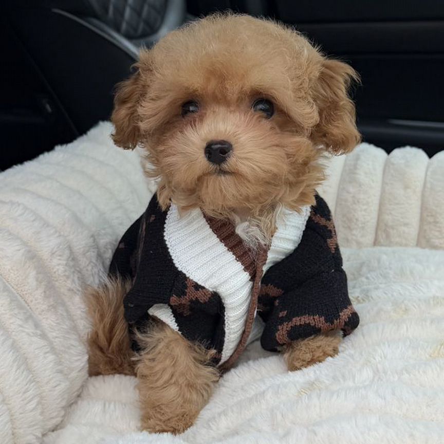 Мальтипу, щенок