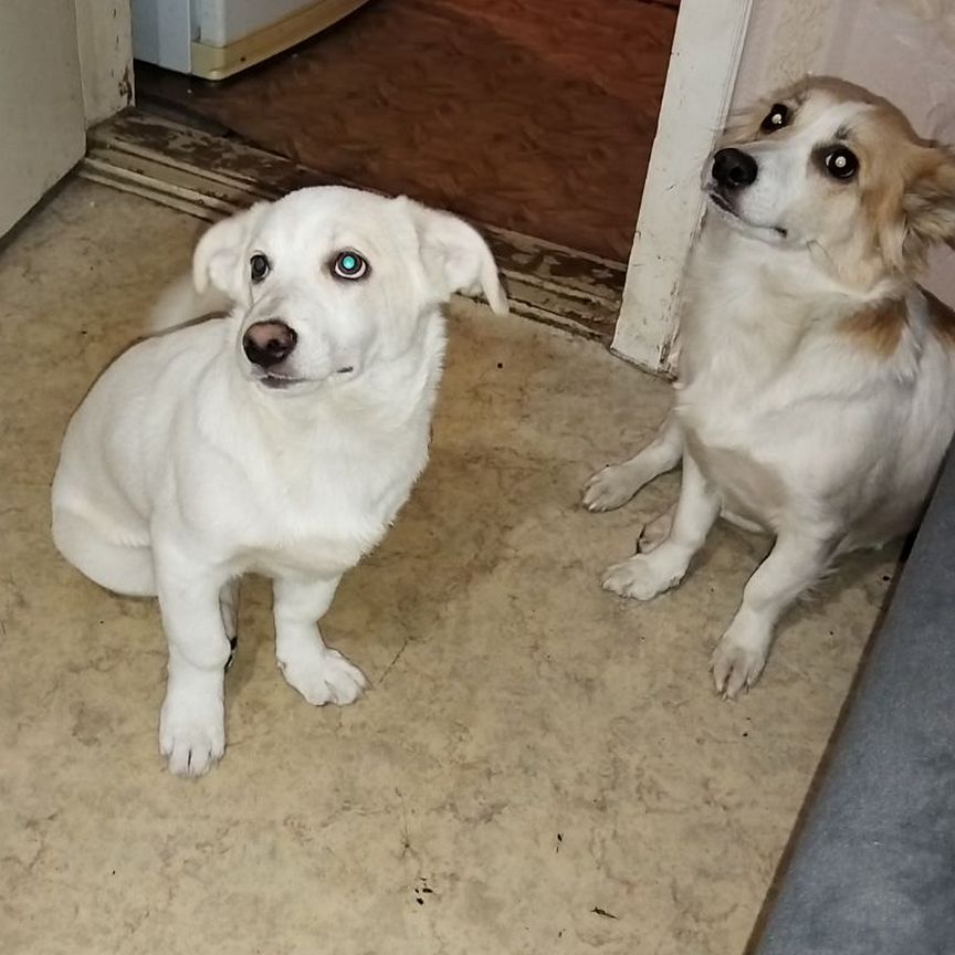 Щенок в добрые руки