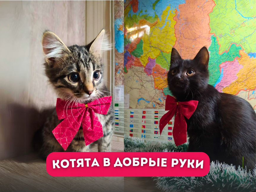 Ласковые котята в добрые руки