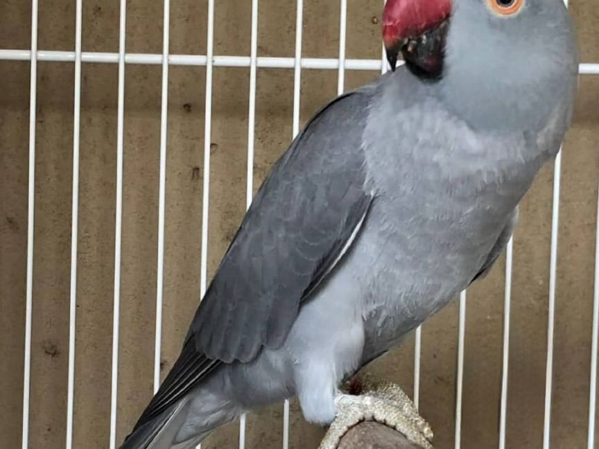 Ожереловый попугай серий