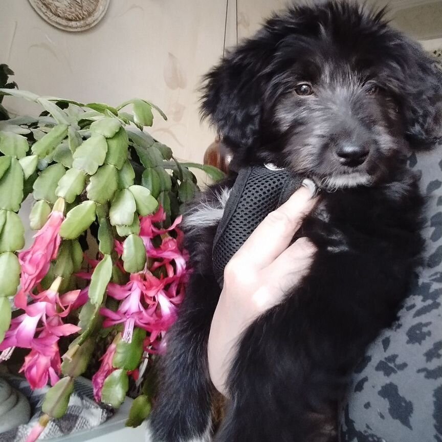 Щенок в добрые руки