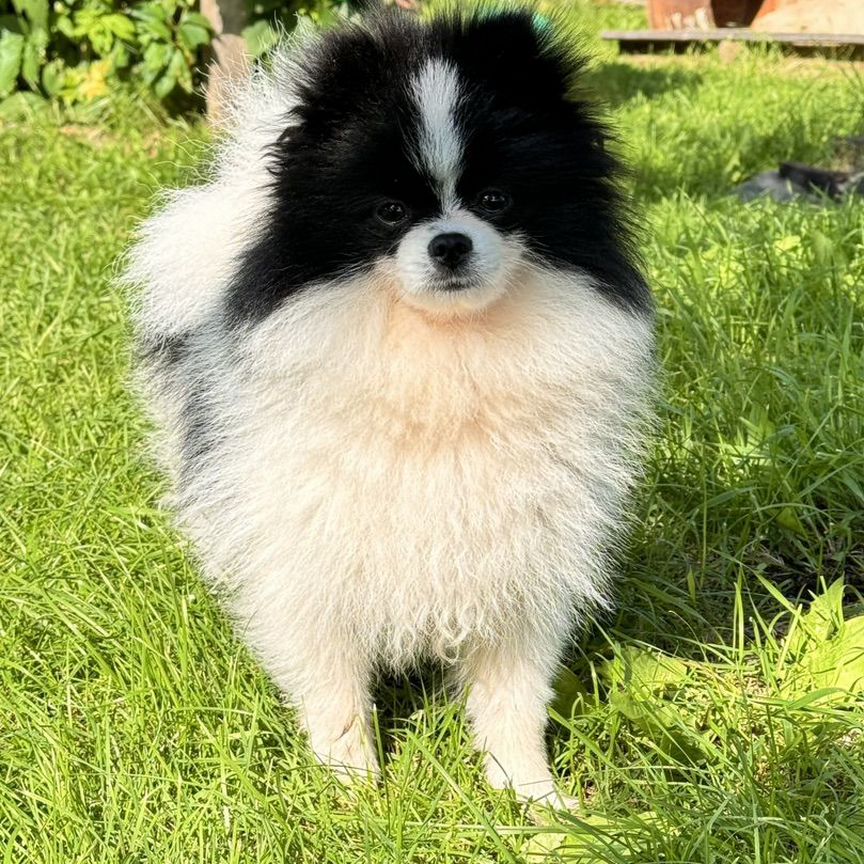 Померанский шпиц вязка