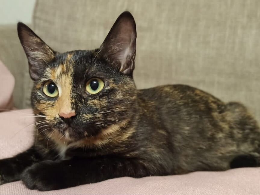 Мусильда в дар