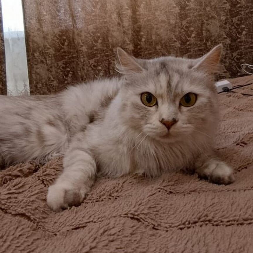 Взрослая, кошка в добрые руки