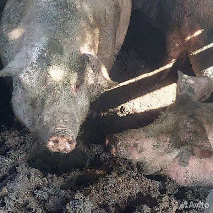 Продам свиней на мясо