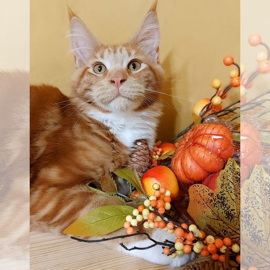 Котик Мейн-кун 27.04.24