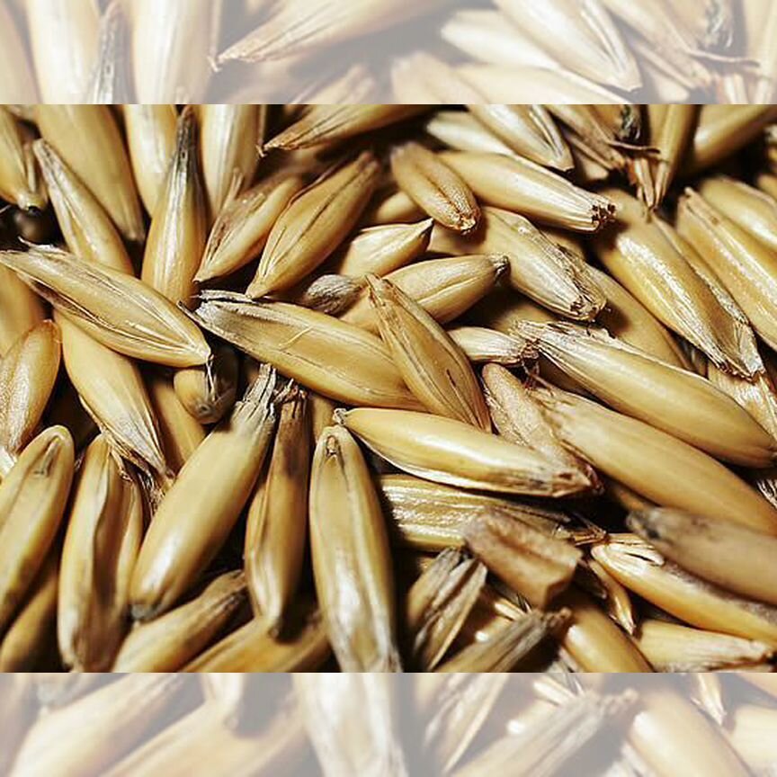 Овес ячмень