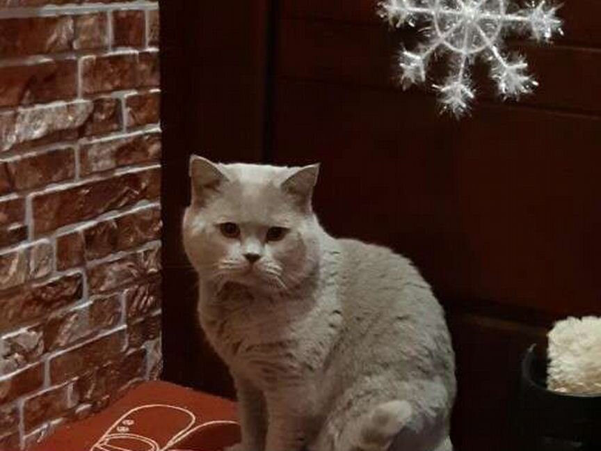 Шотландец вязка