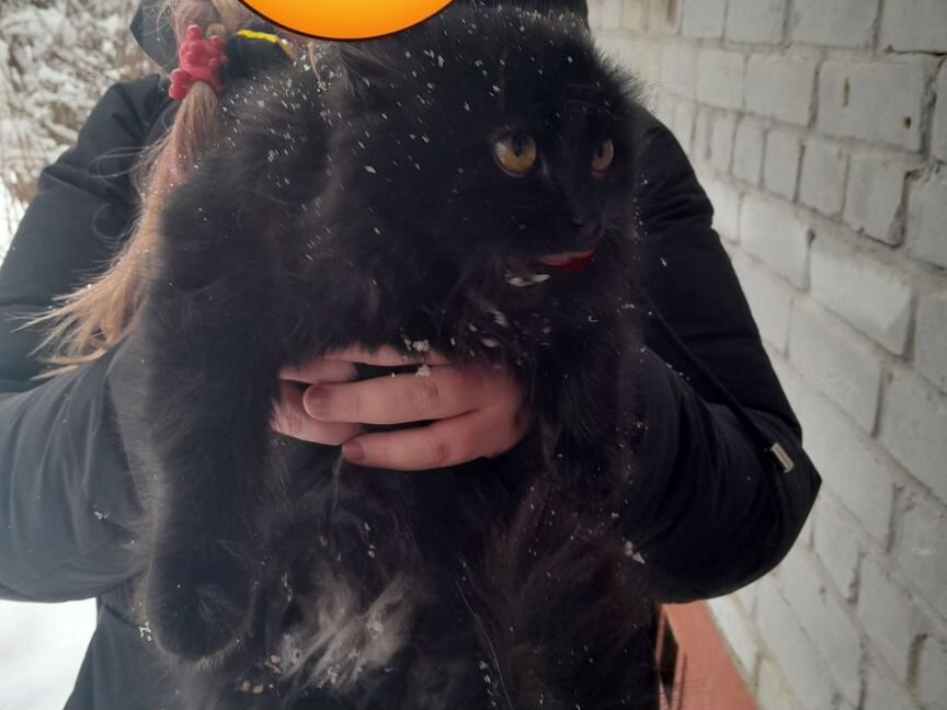 Маленькая кошка