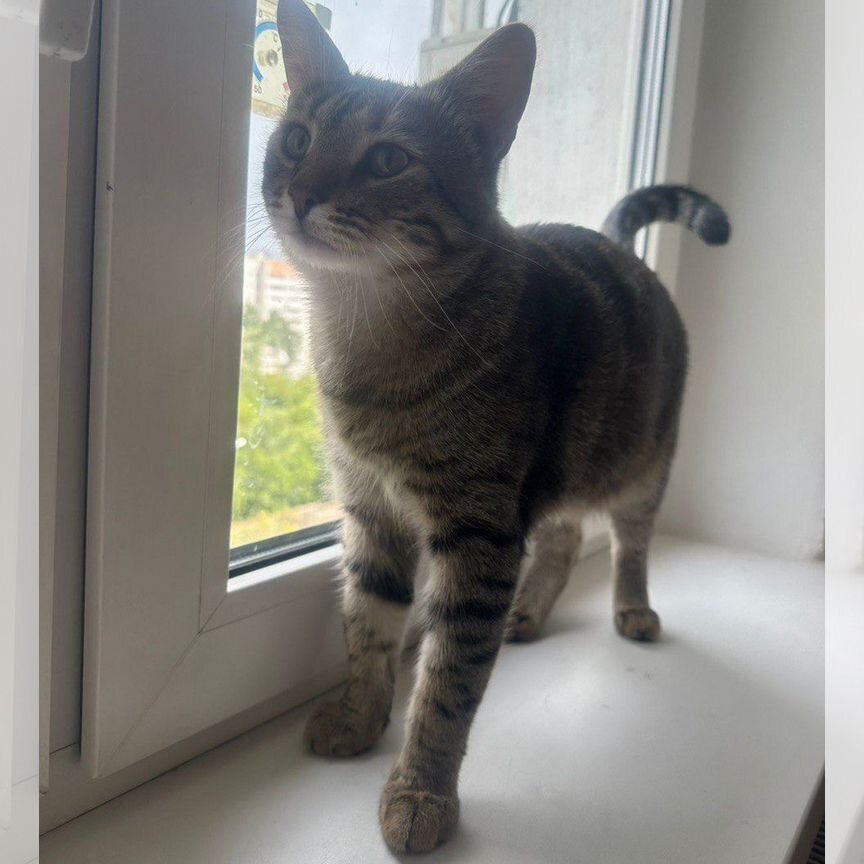 Отдам кота в хорошие руки