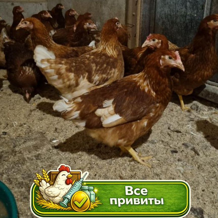 Куры несушки с доставкой