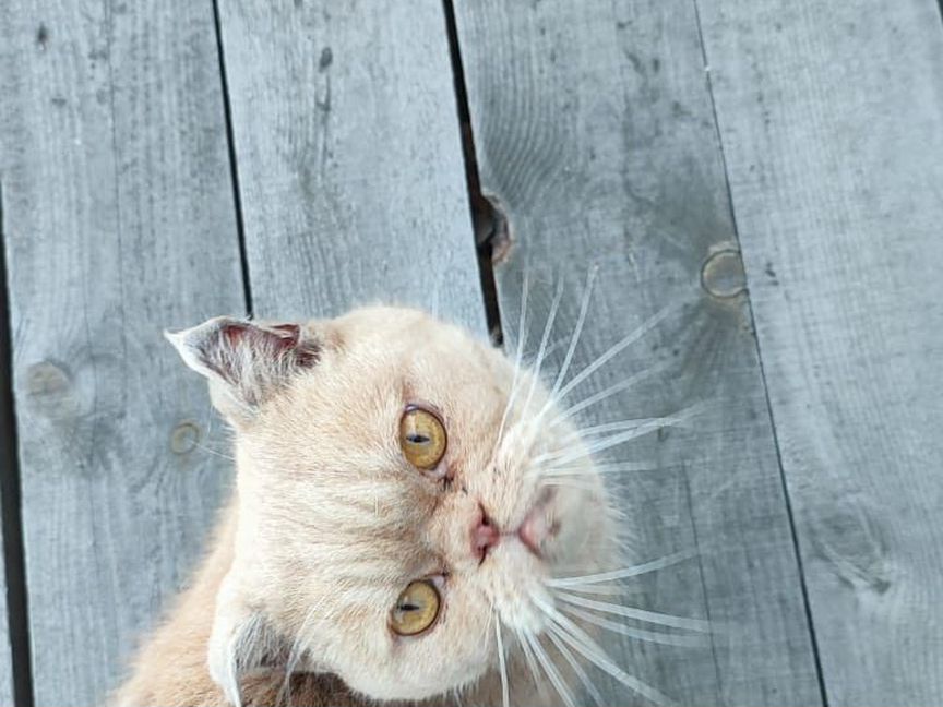 Котик в добрые руки