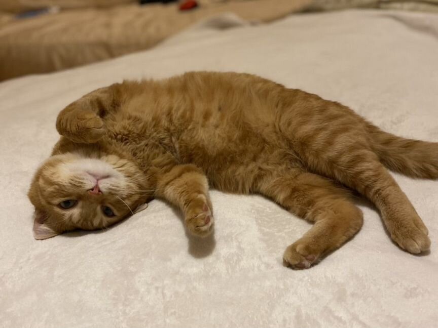 Кот в добрые руки