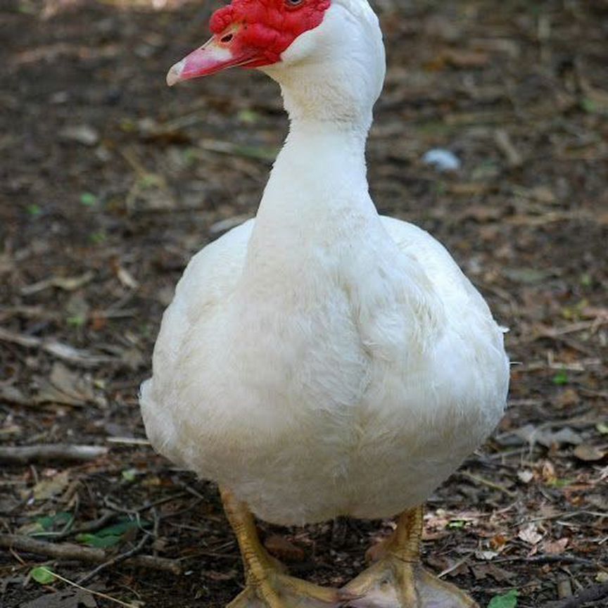 Утки шипуны