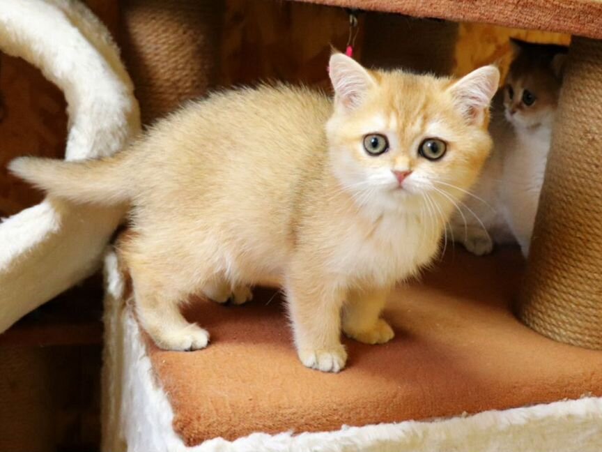 Шотландская золотая шиншилла девочка