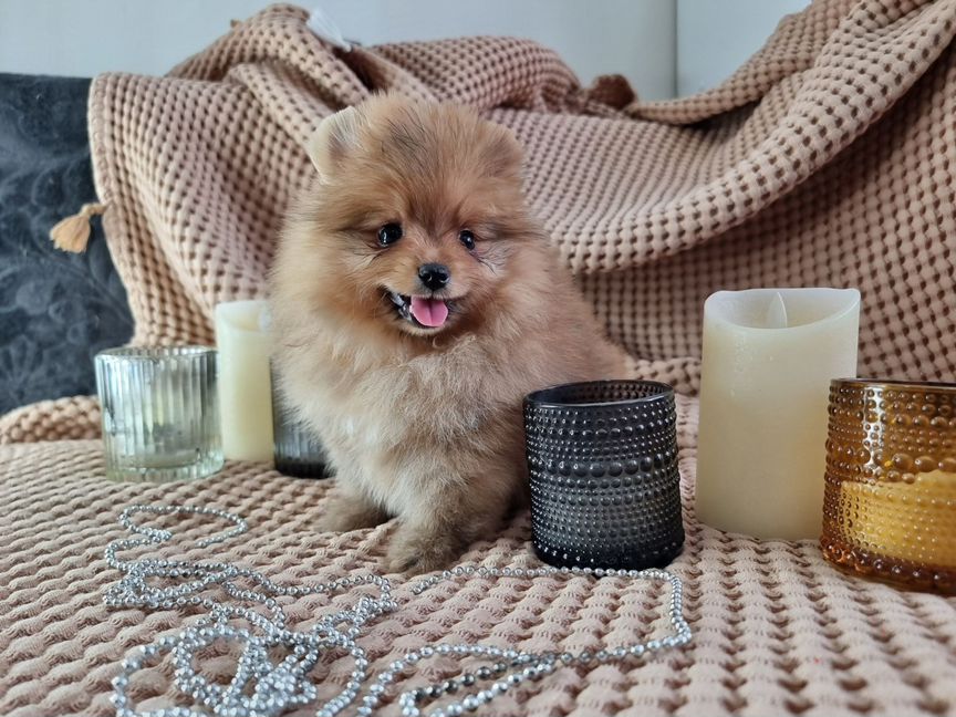 Померанский шпиц