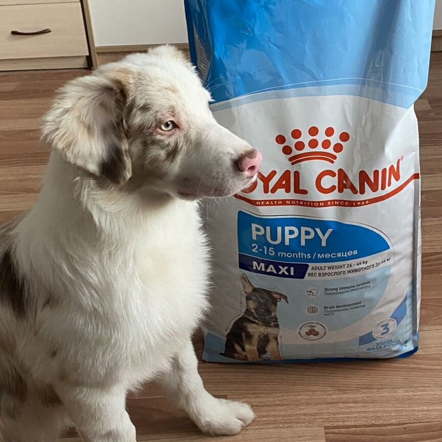 Корм для собак