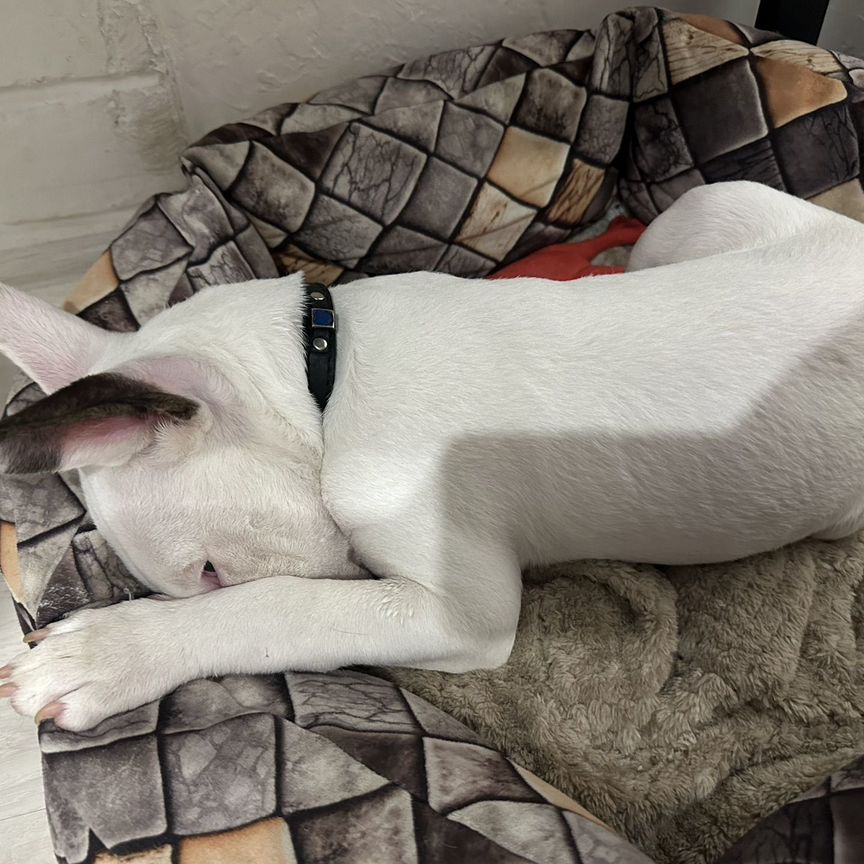 Бультерьер