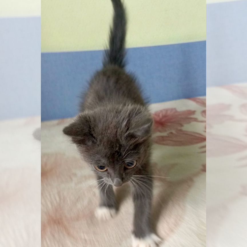 Котенок