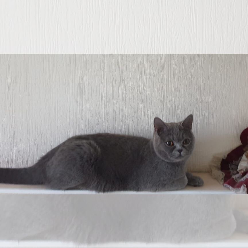 Британская красавица