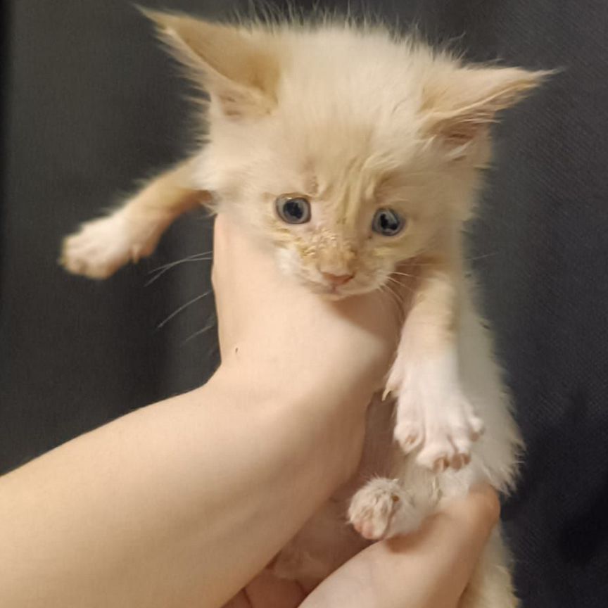 Котенок мейн-кун