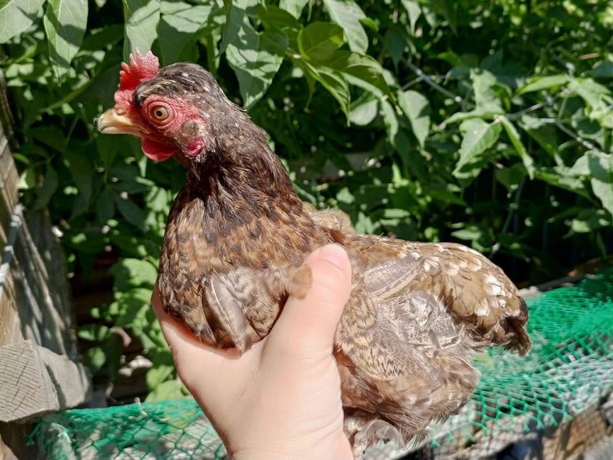 Курочки малазийской серамы