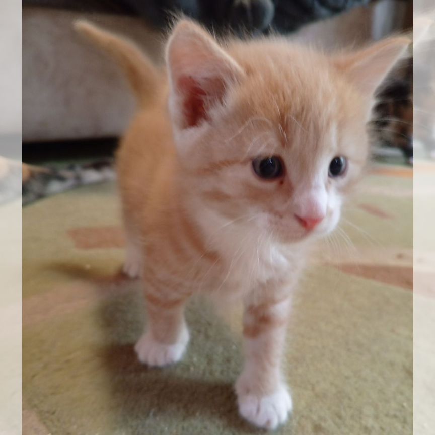 Котёнок в добрые руки
