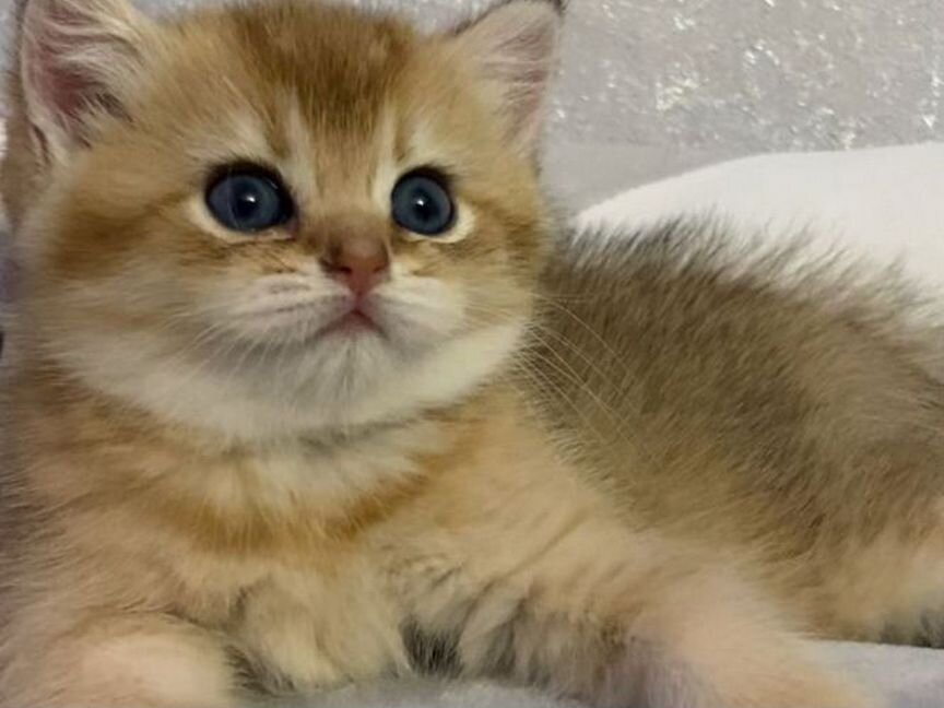 Британские золотые котята