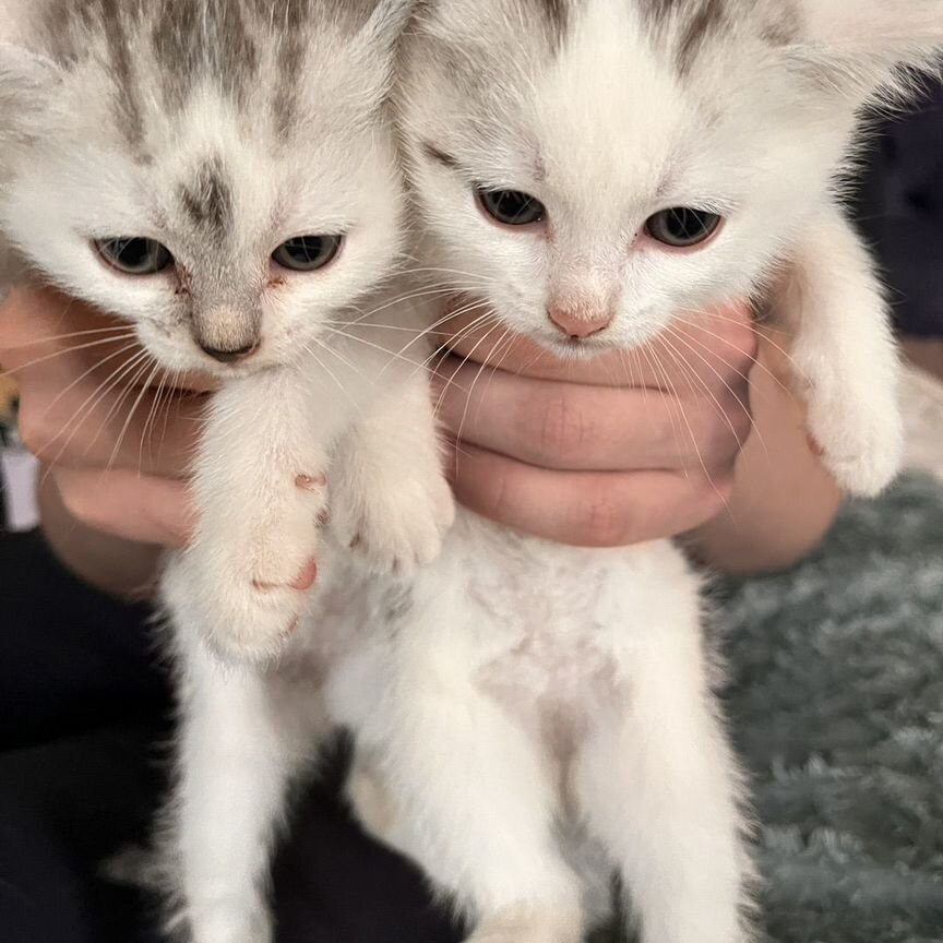 Шотландские котята