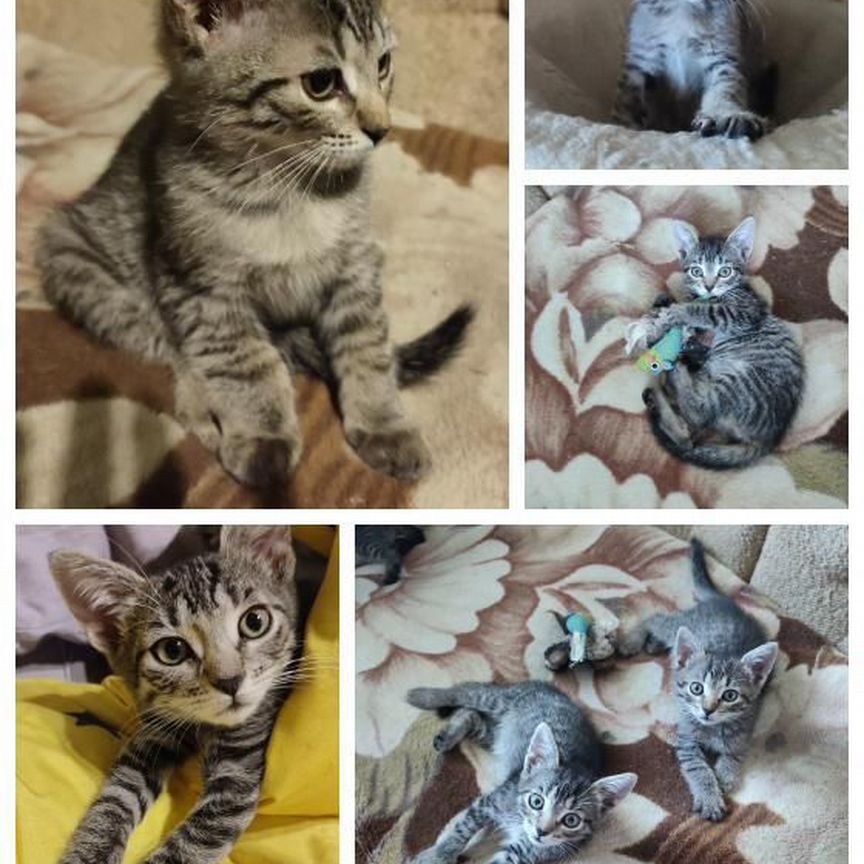 Самые лучшие котята