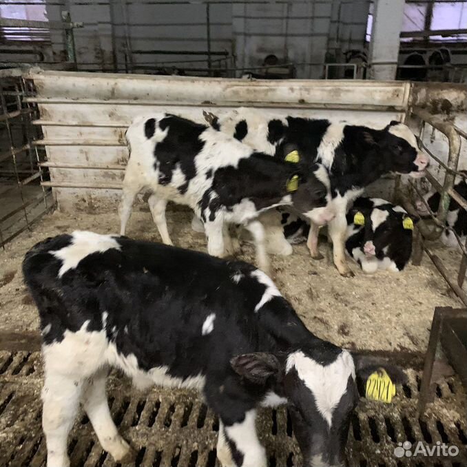 Бычки и телки