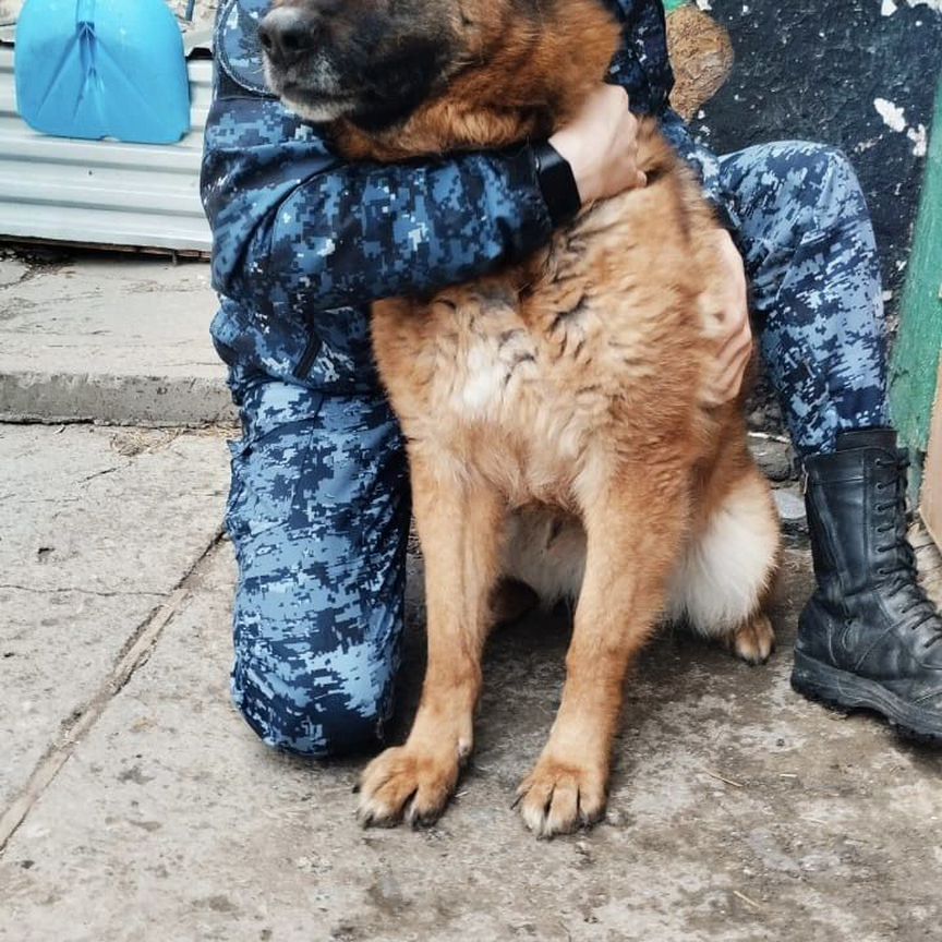 Немецкая овчарка в добрые руки бесплатно