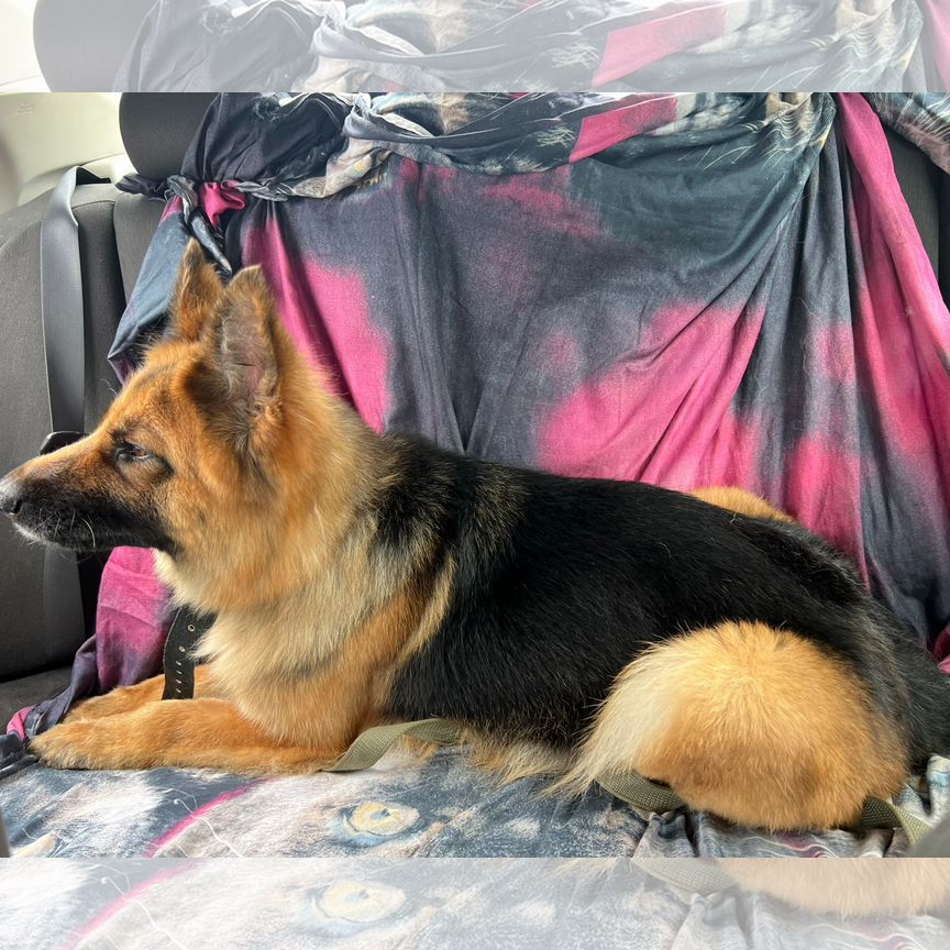 Немецкая овчарка, взрослая собака