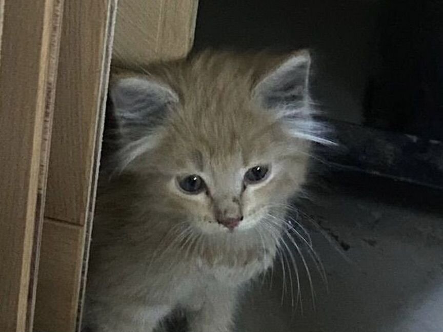 Котята