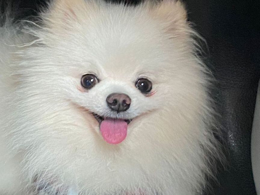 Щенки померанского