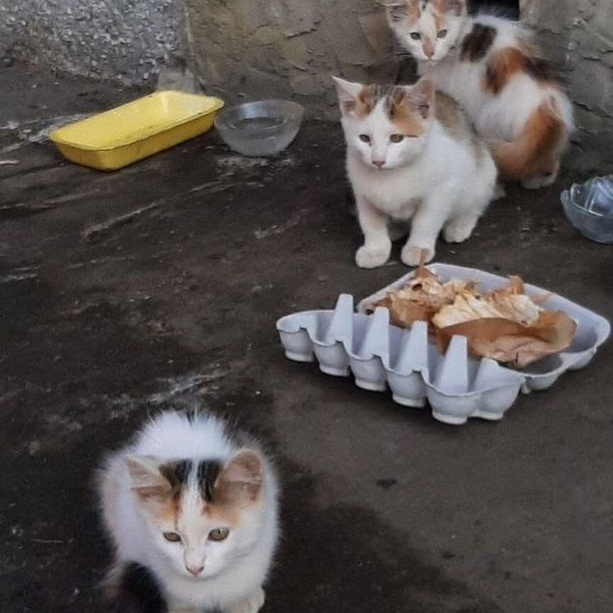 Котята на месяц