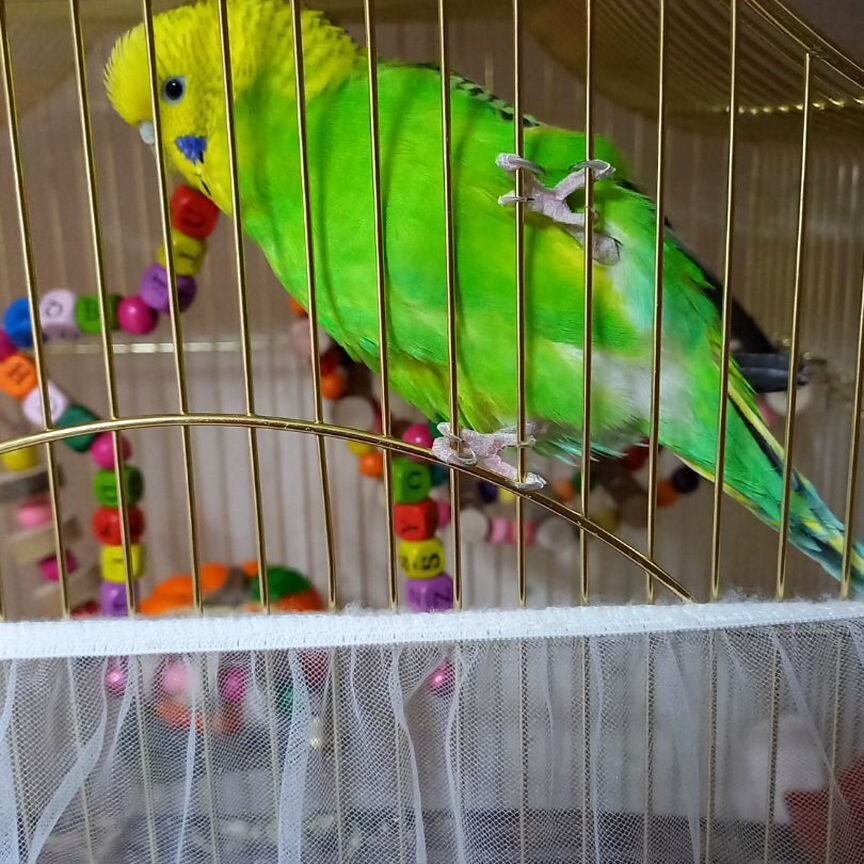 Волнистый попугай самка