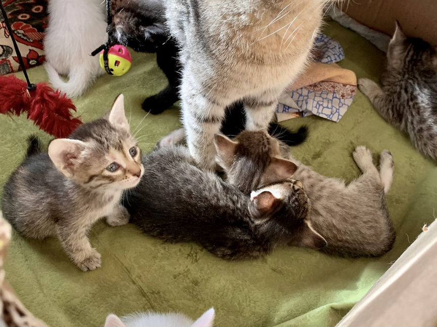 Котята в добрые руки бесплатно