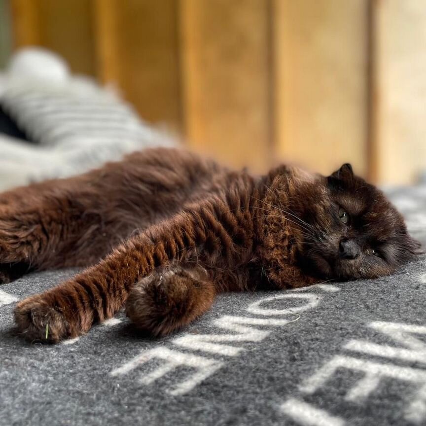 Котик в добрые руки