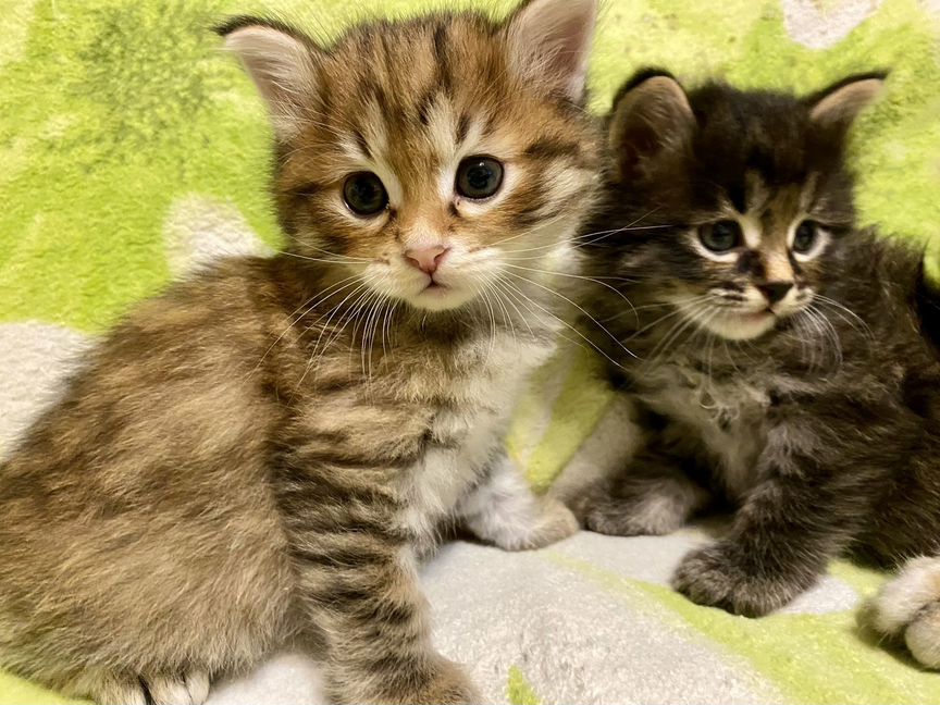 Курильский бобтейл