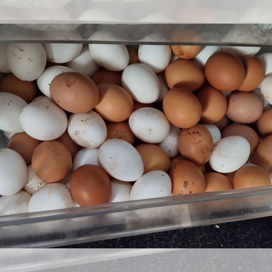 Домашние куриные яйца