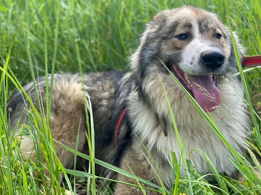 Собака в добрые руки