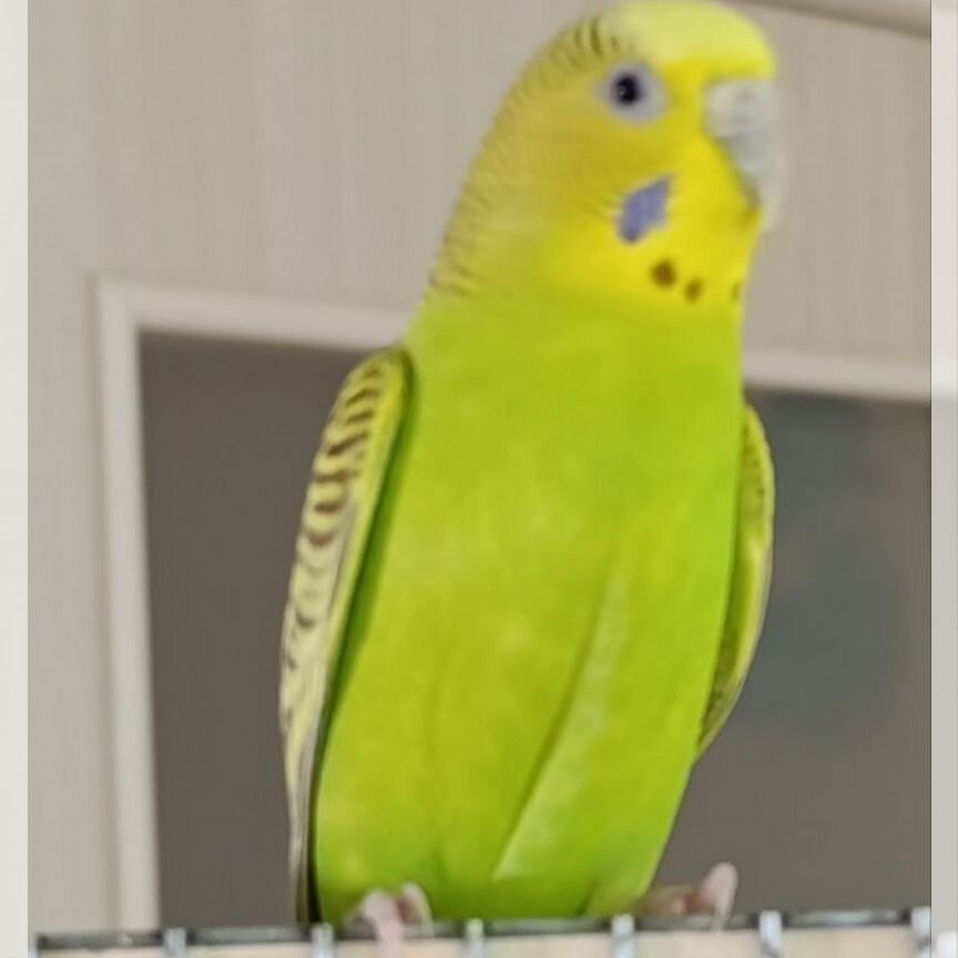 Волнистый попугай девочка